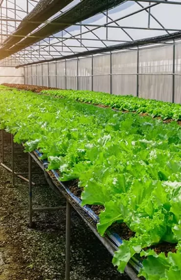 Projects – ASM Egypt