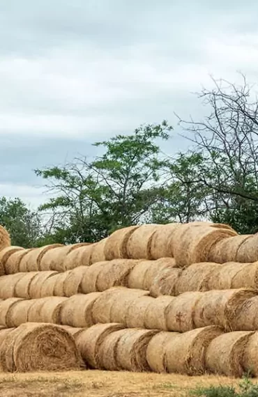 Projects – ASM Egypt