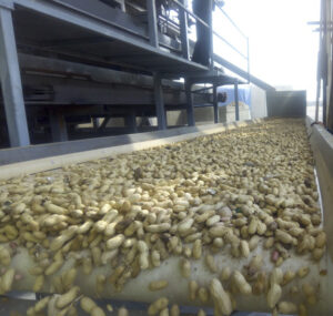 ASM Egypt – A.S.M Consulting & Export Agricultural Products